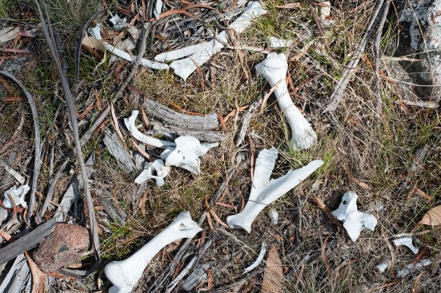 Image Of Scattered Bleached Animal Bones CreepyHalloweenImages
